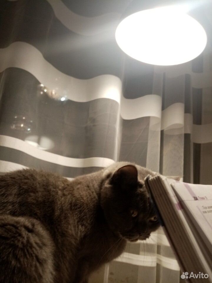 Британская Кошка