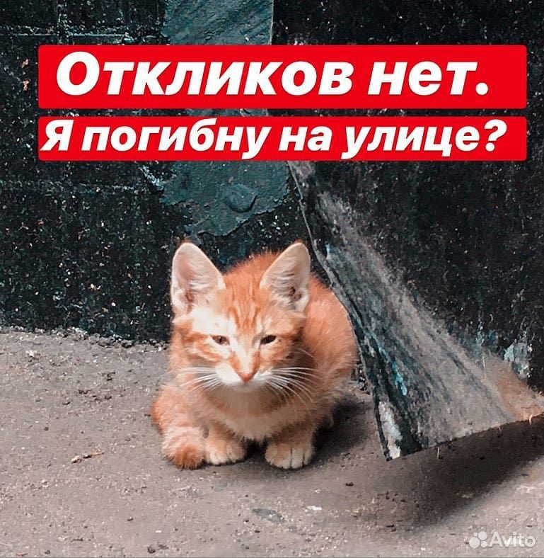 Рыжая, доверчивая, одинокая Кроха в дар