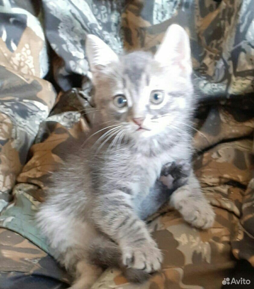 Кошки