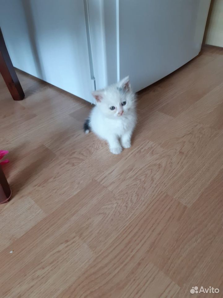 Котенок 1,5 месяца, найденыш