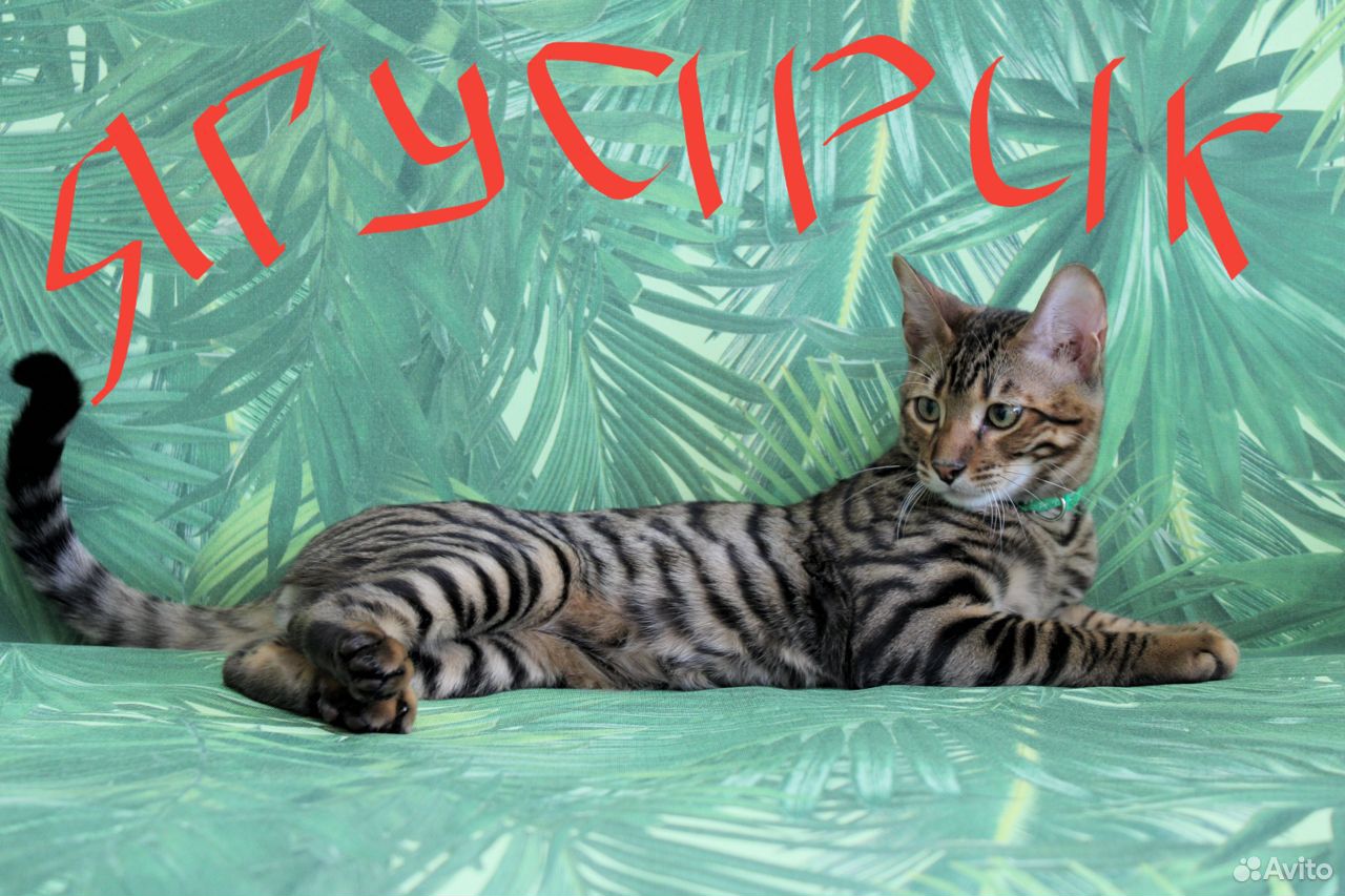 Продажа котенка породы Тойгер