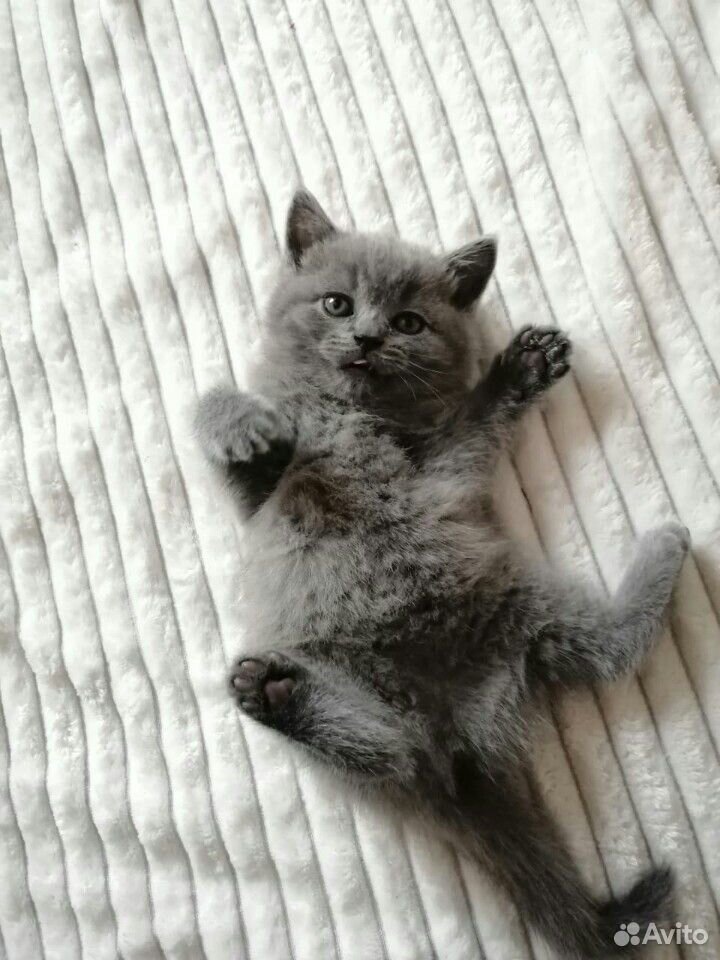 Британская девочка Тигровый Табби