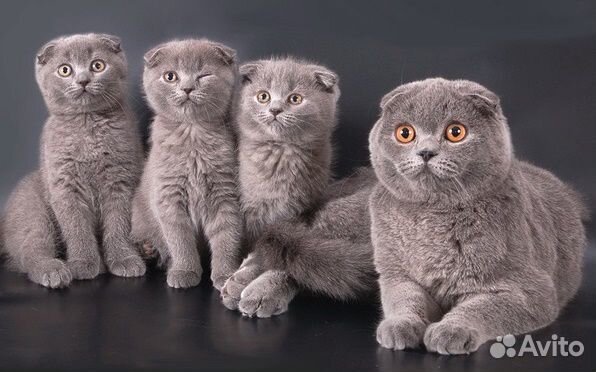 Вислоухий котенок голубого окраса Нилл