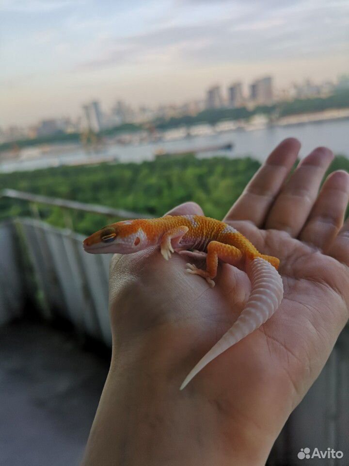 Эублефар/ Sunglow Enigma het Eclipse / самец