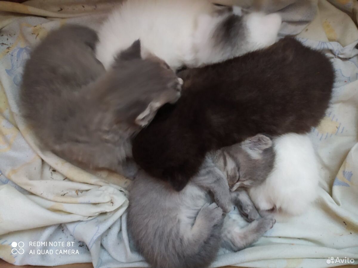 Шотландские вислоухие котята