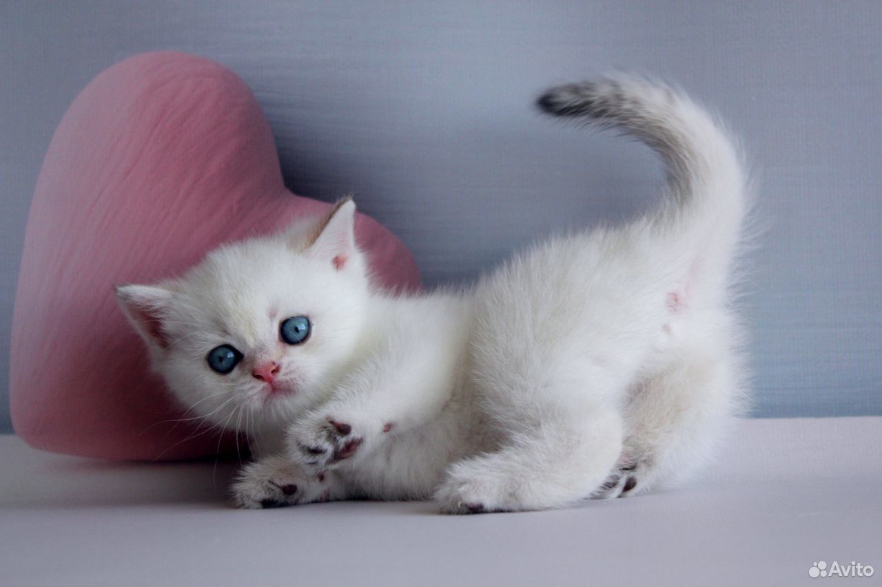 Шиншилла колор пойнт на золоте, малышка