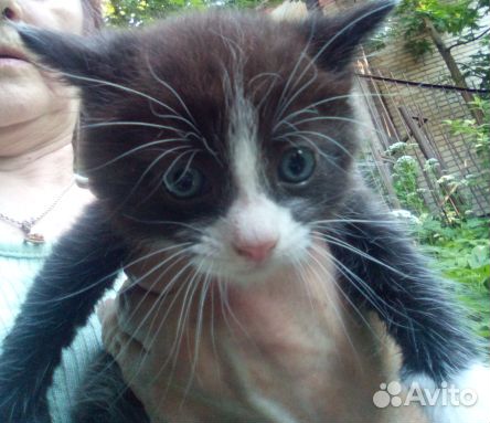 Котята беспородные