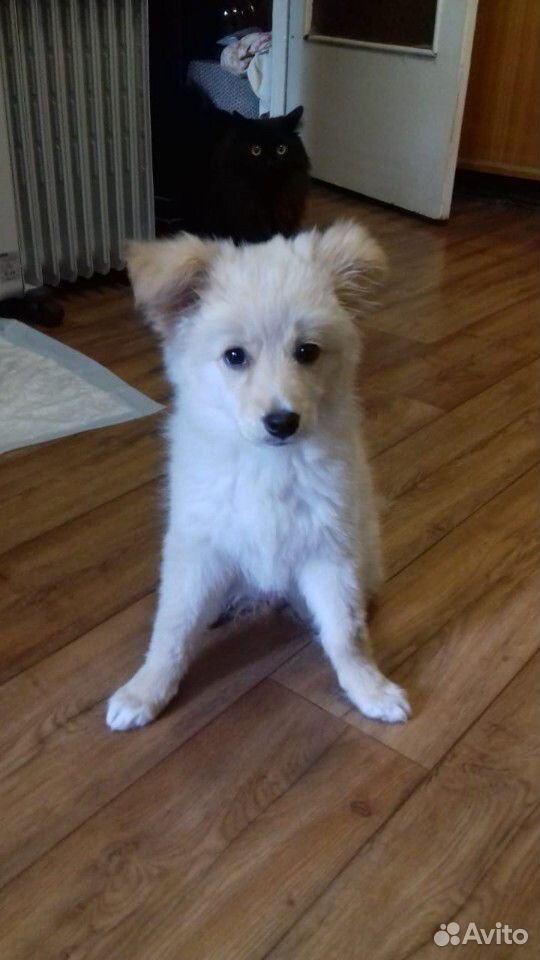 Белла щенок 3 месяца