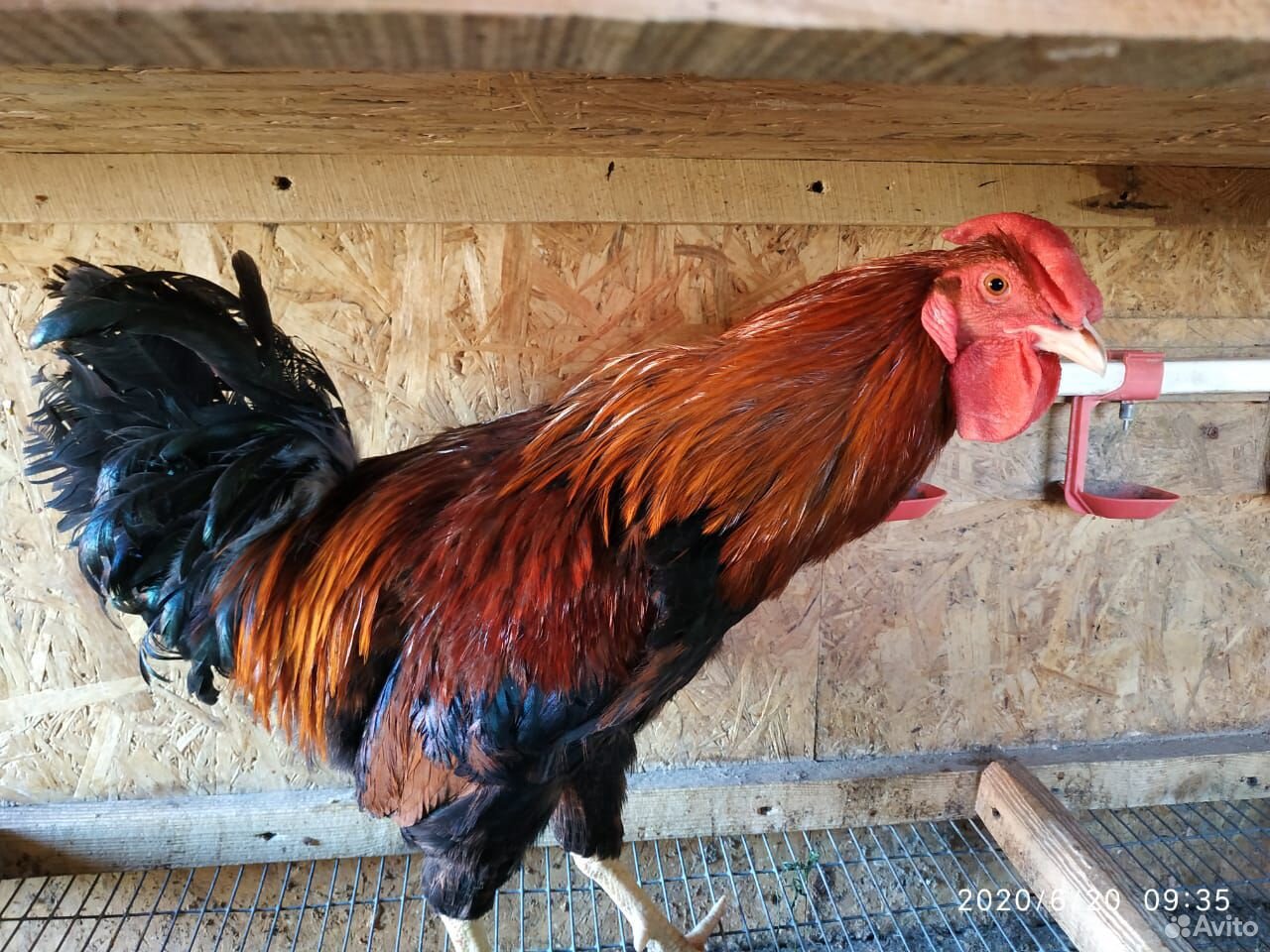 Продам петухов