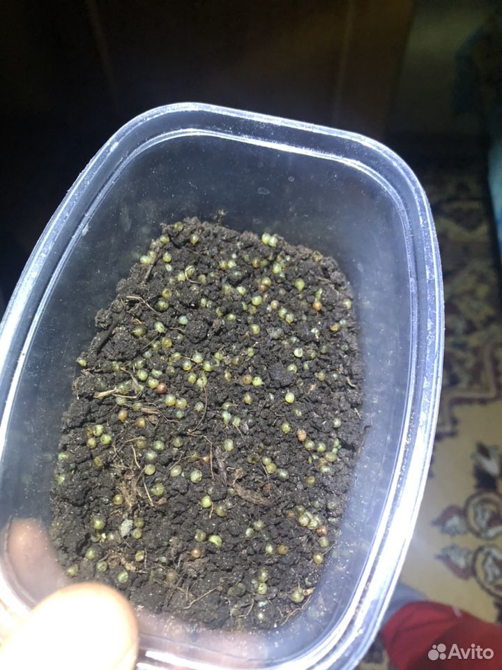 Коконы Дендробена