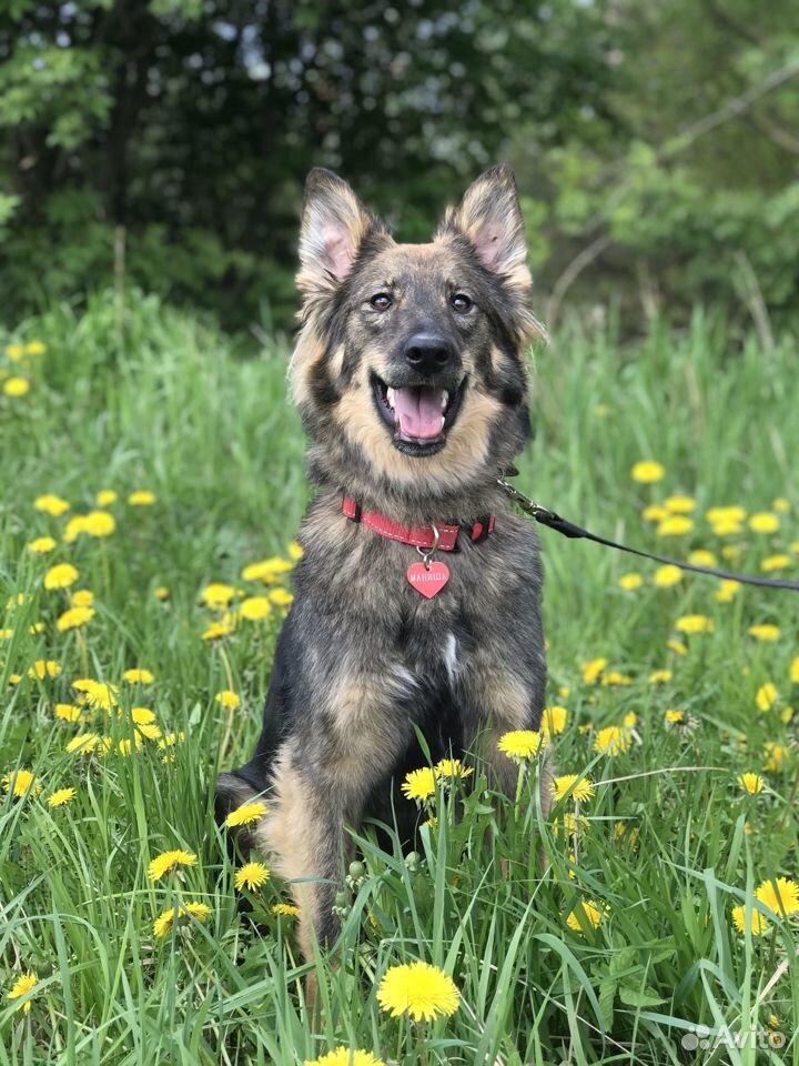 Длинношерстная овчарка Маниша в дар