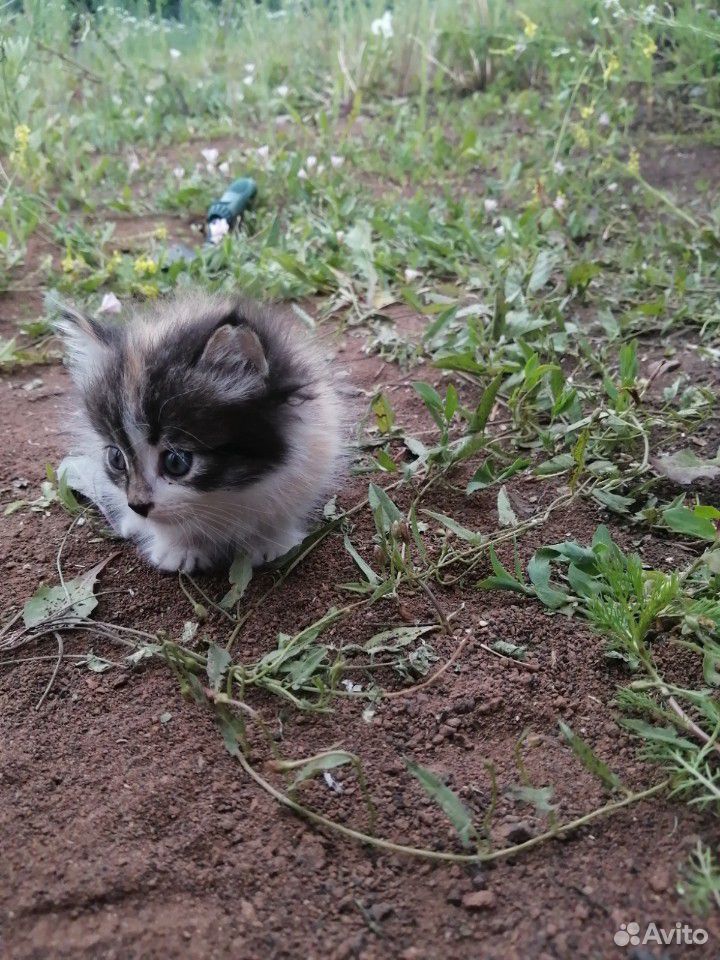 Котята