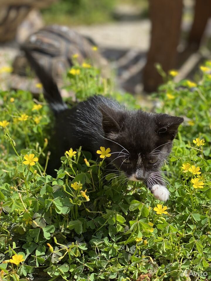 Отдам котят в добрые руки
