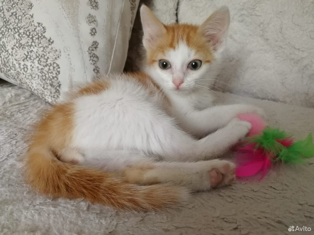 Котенок Тоша ищет семью