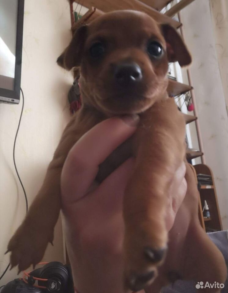 Щенки цвергпинчера