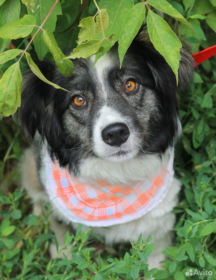 Нежная собачка Куколка