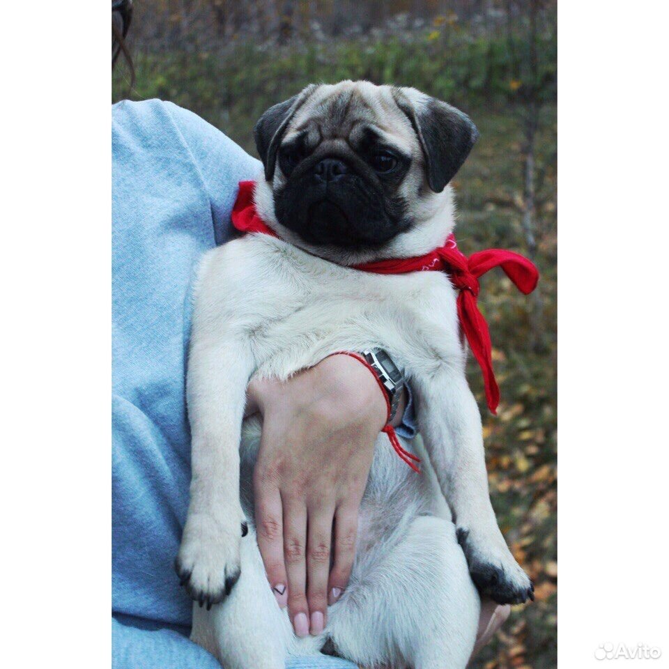 Готовы на продажу милейшие создания Мопсяшки