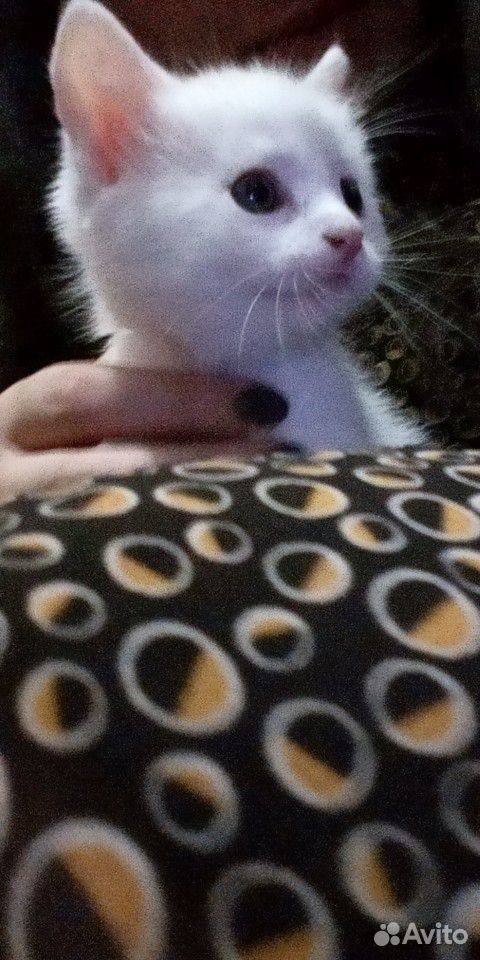 Котята турецкой ангоры