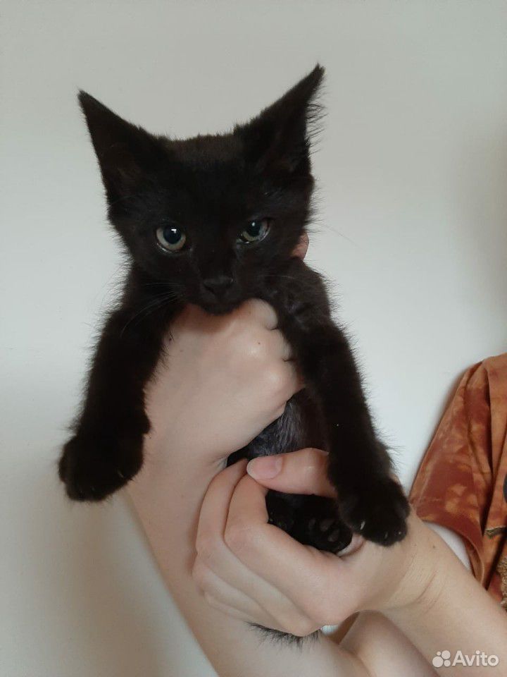 Кошка