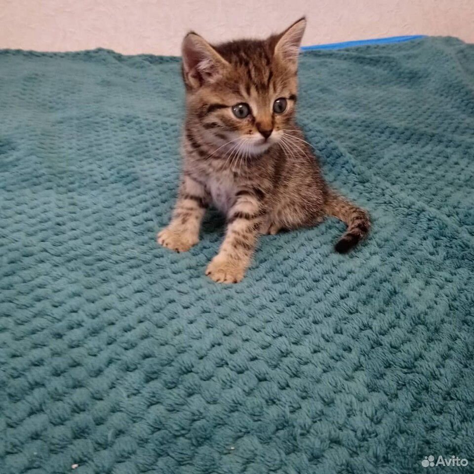 Котенок