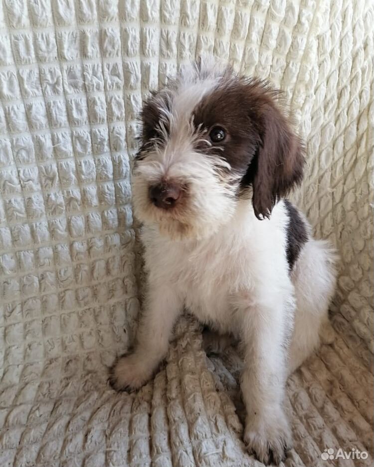 Немецкий дратхаар девочка