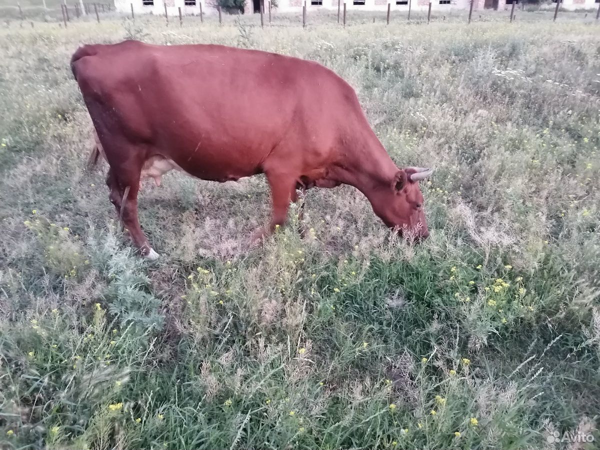 Продоётся корова, на молоко