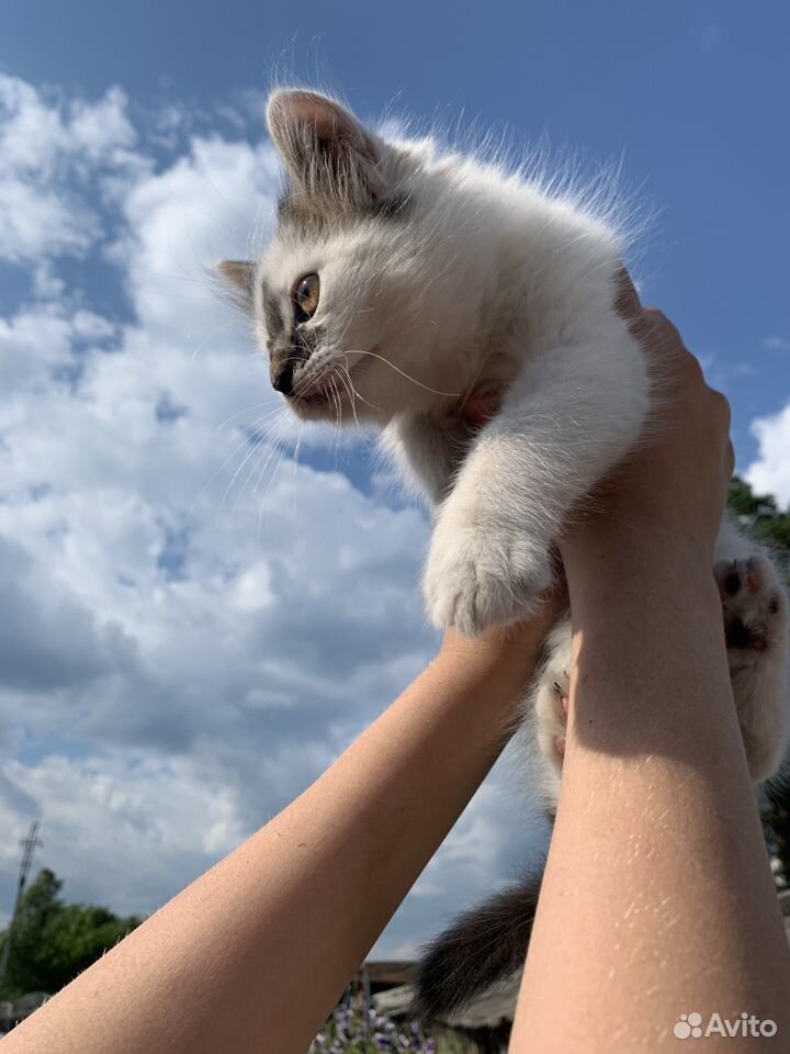 Котёнок в добрые руки