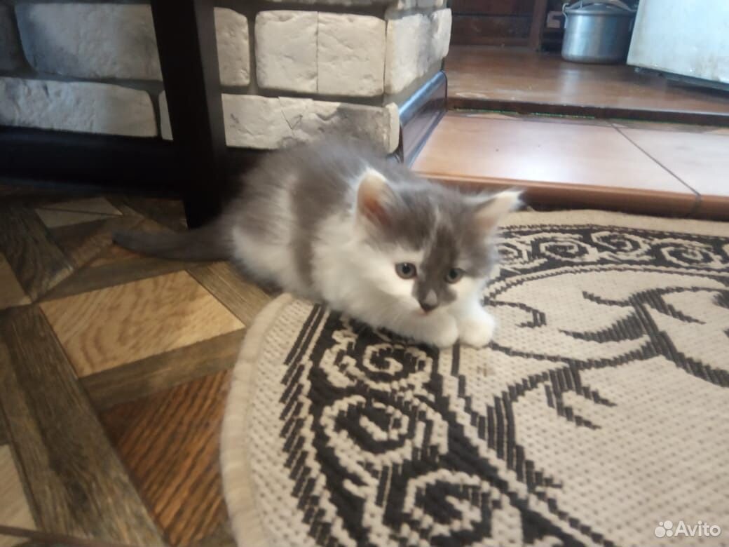 Котята метис бобтейла