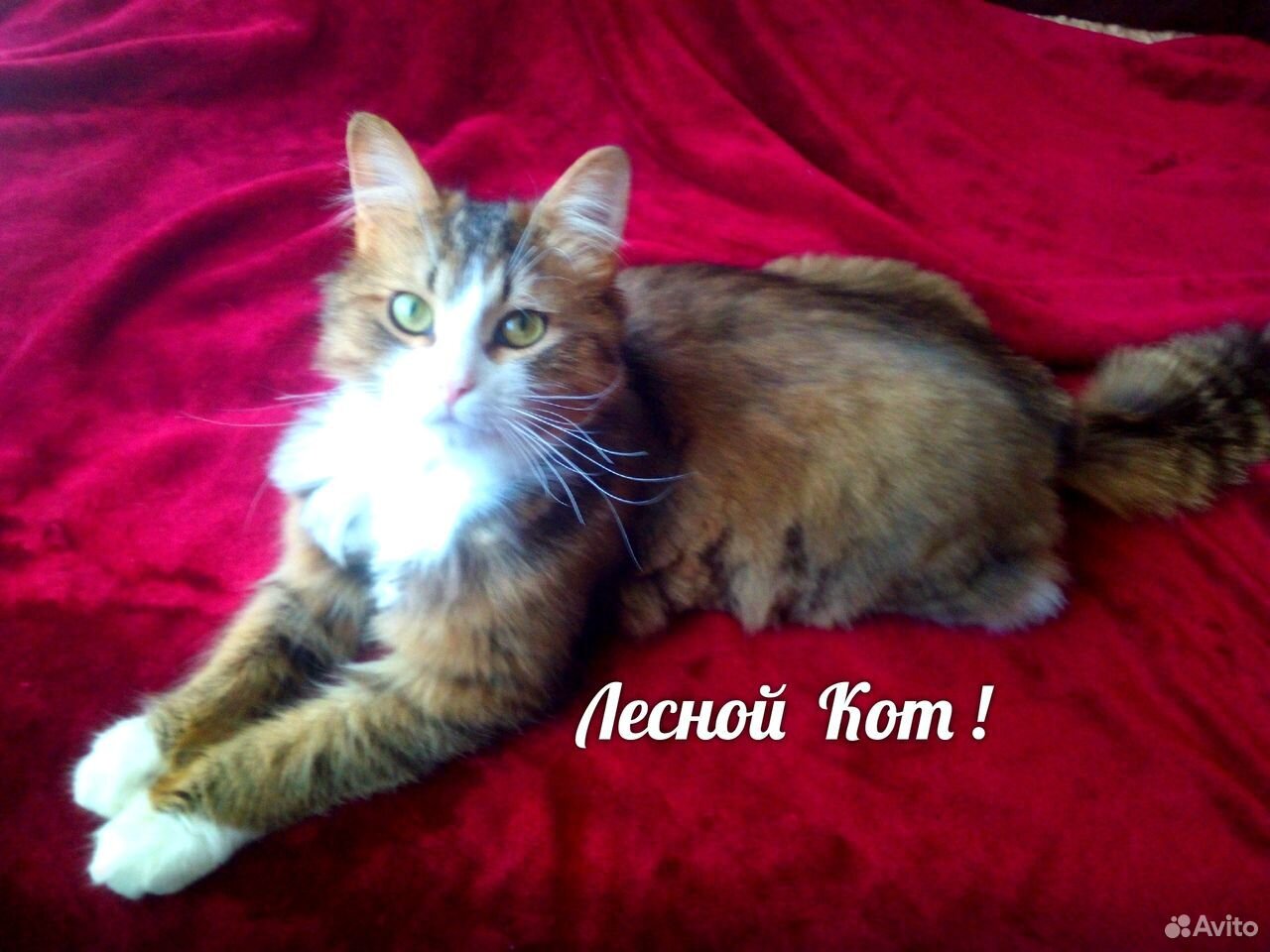 Котик найден зимой в лесу