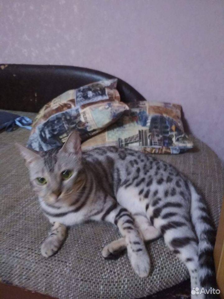 Отдам кошечку порода бенгальская