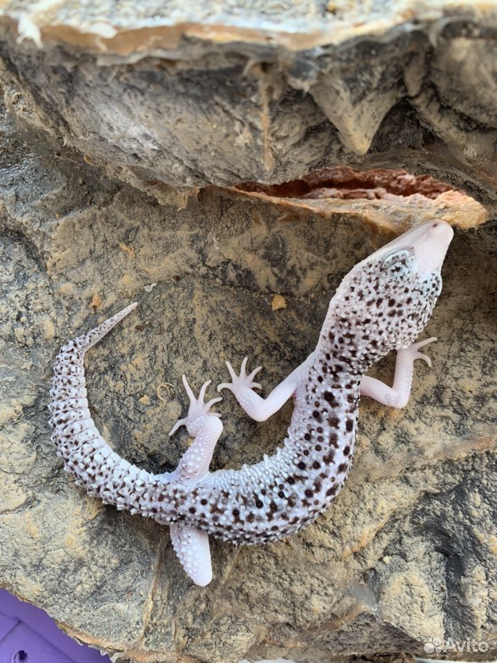 Геккон эублефар