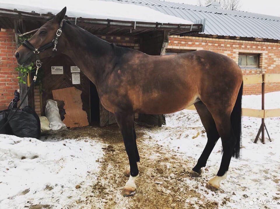 Тракененская кобыла 2009г