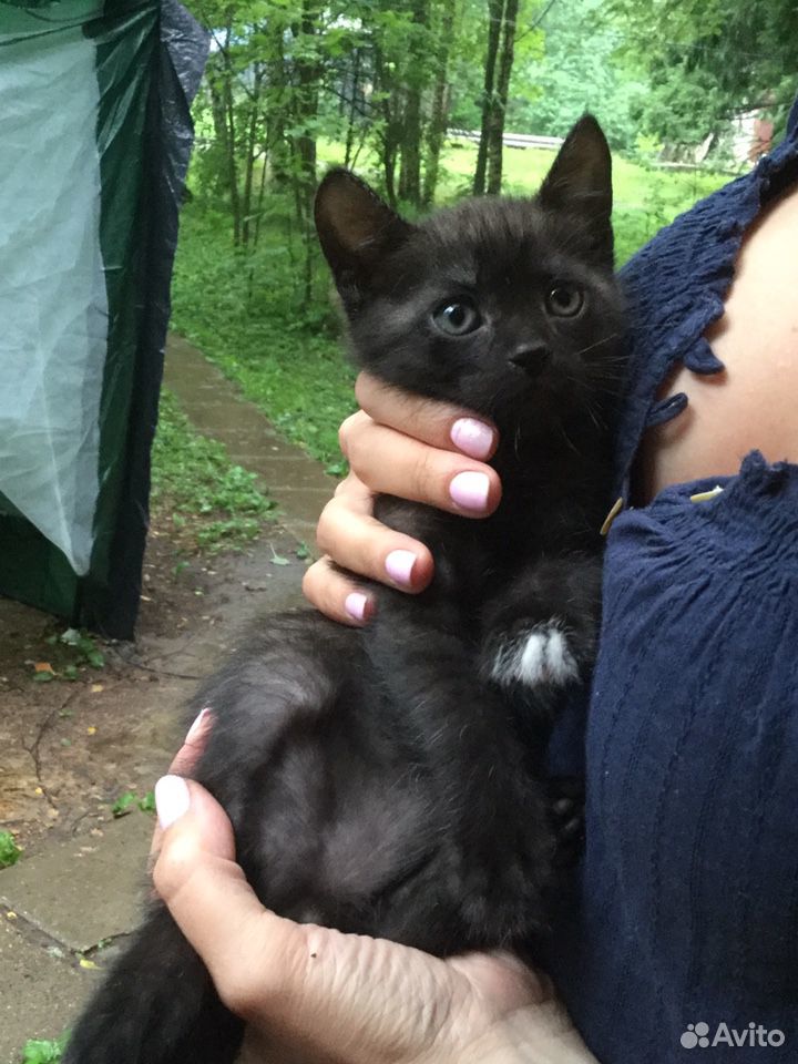 Невероятно милый котёнок, 2 месяца