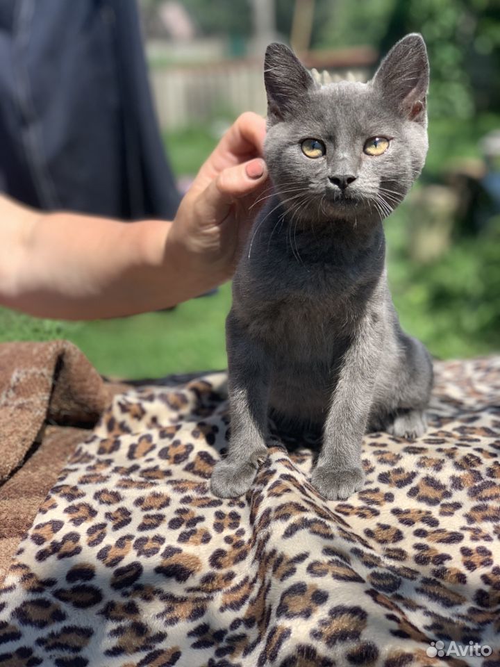 Серенький британец Черчиль ищет дом