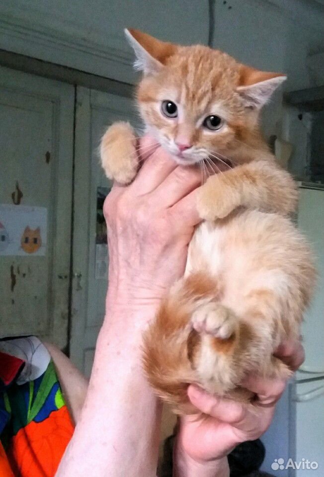 Котёнок