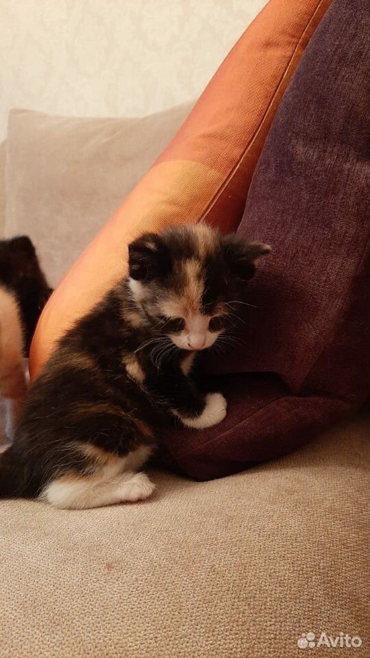 Котенок 1,5месяца