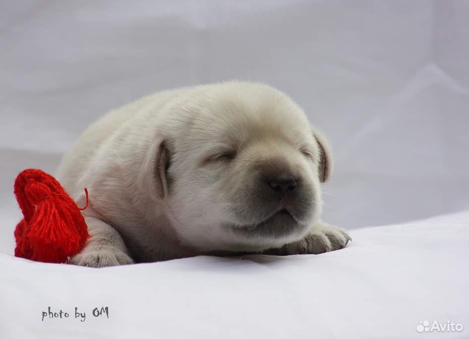 Детки лабрики