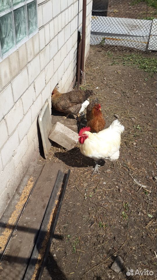 Петух Бресс Гальской породы