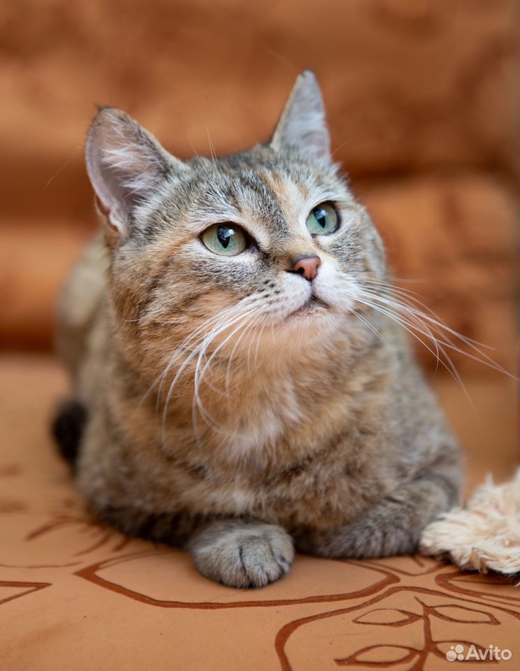 Кошка в добрые руки