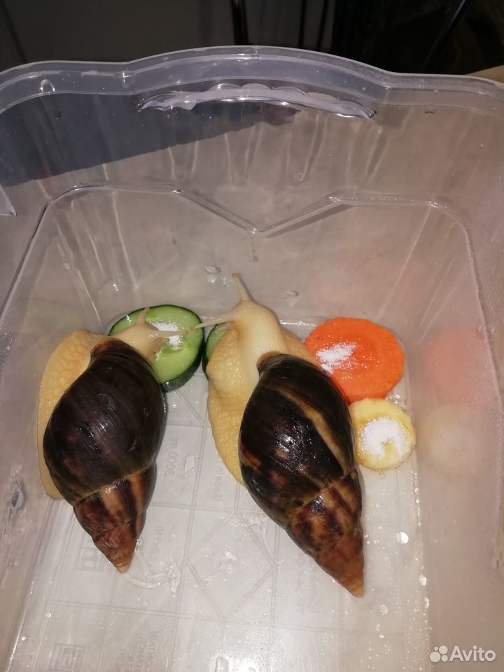 Улитка Ахатино