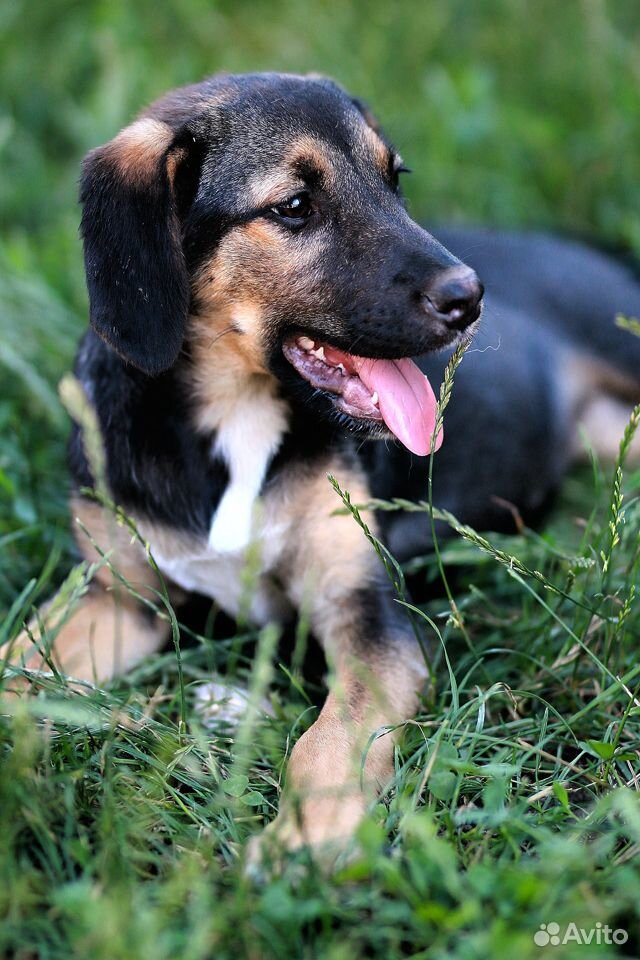 Улыбаки, друзяки и охраняки в поисках дома