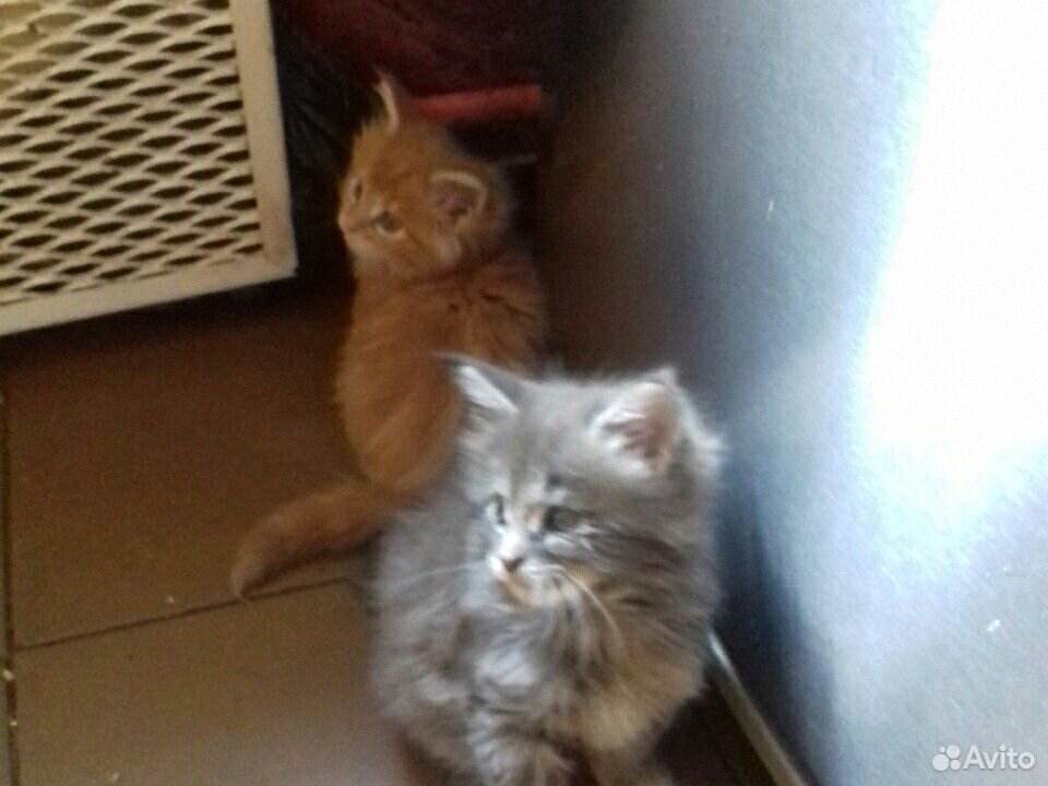 Котята мэйкун две девочки