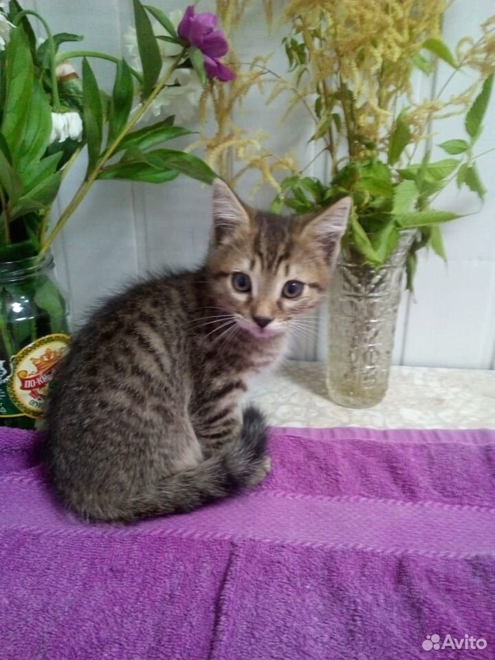 Котёнок Барс в добрые руки