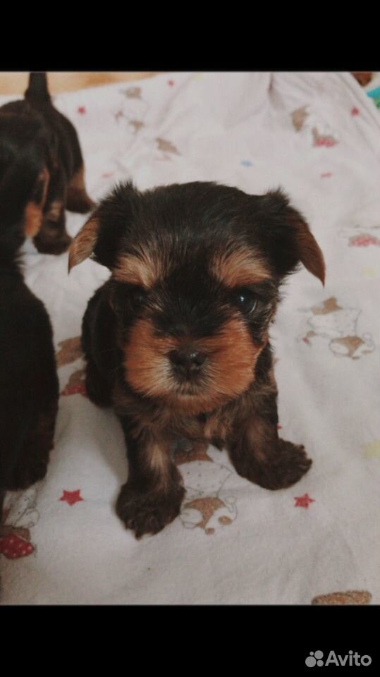 Йоркширский терьер