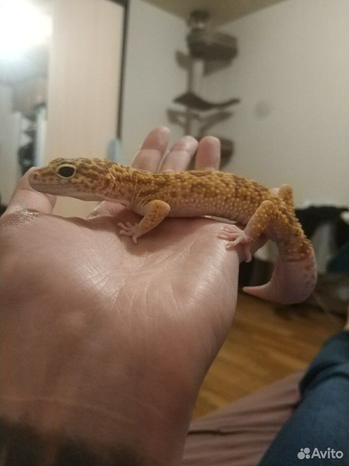 Эублефар с террариумом