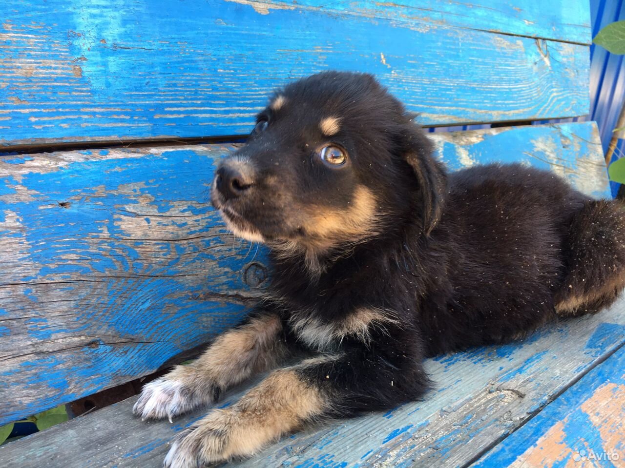 Щенки в добрые руки