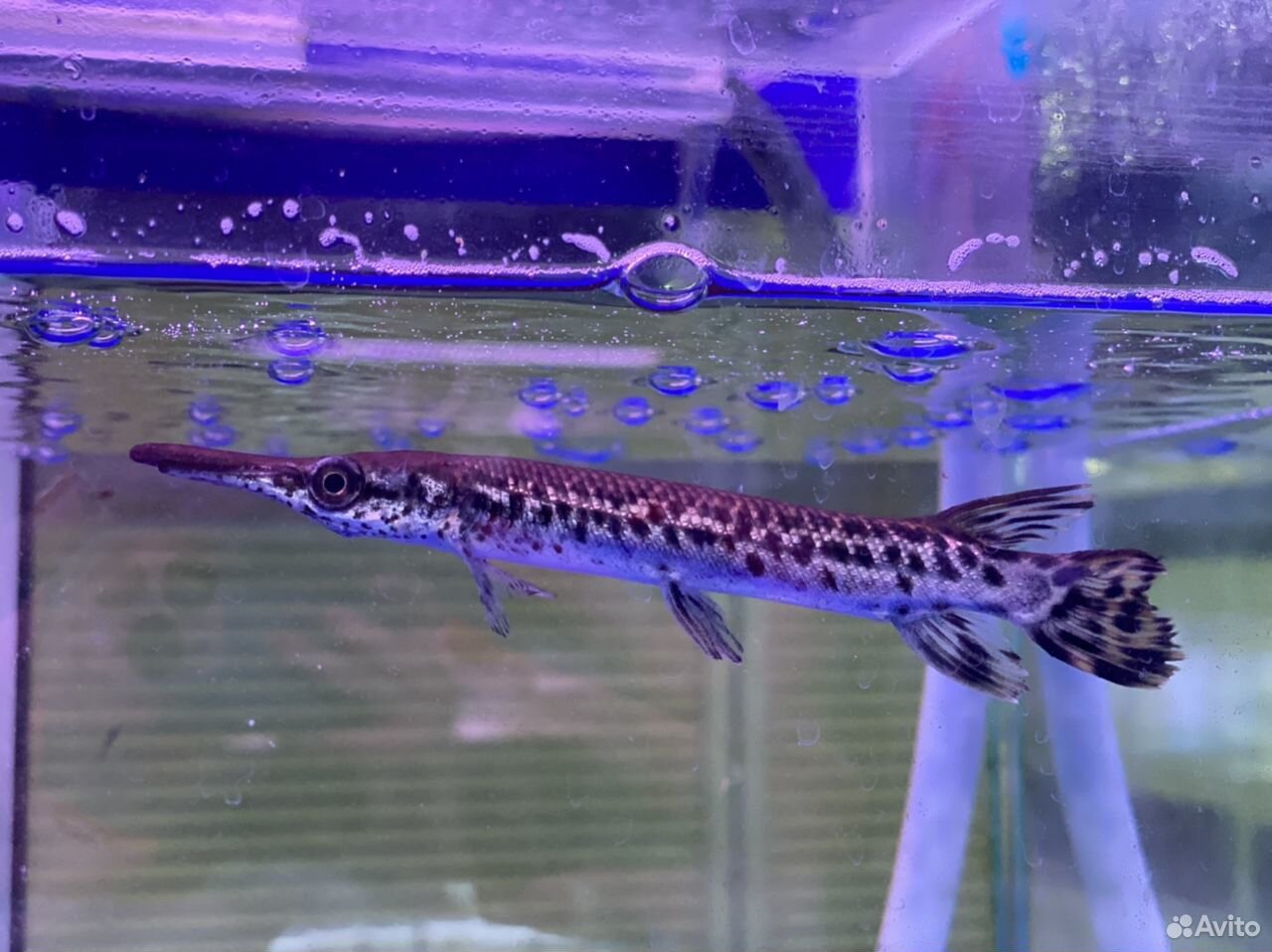 Щука панцирная