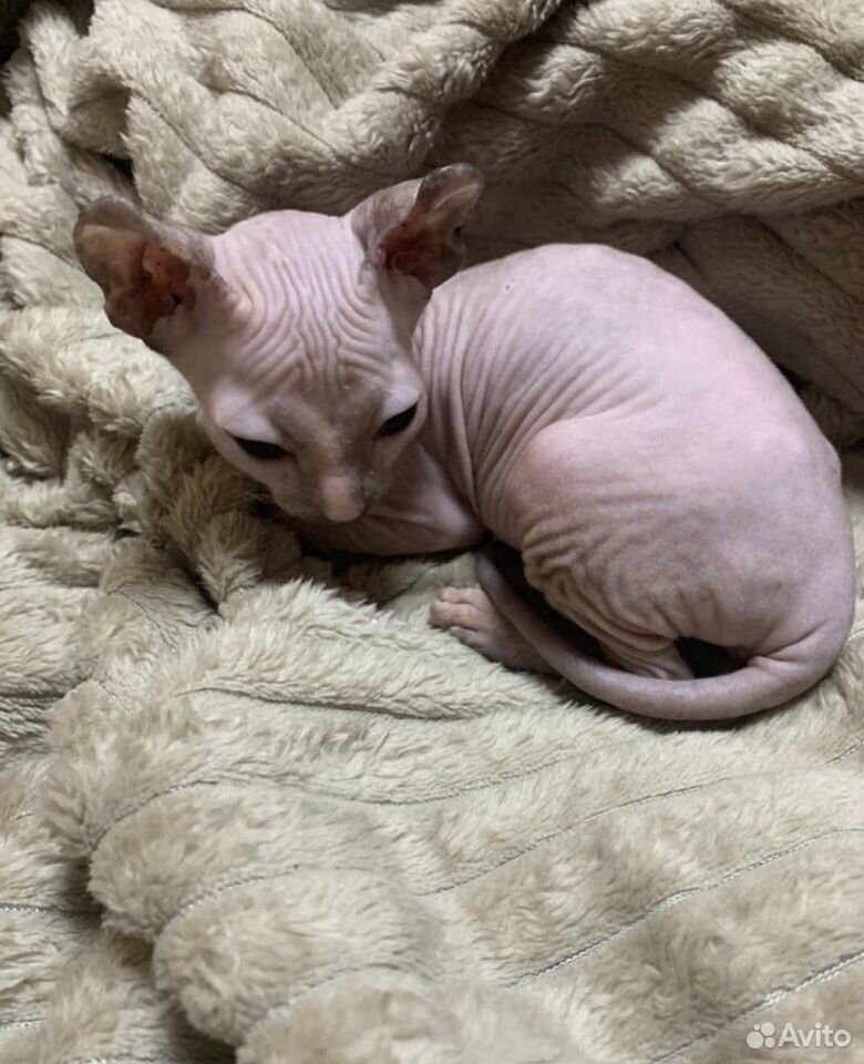 Канадский сфинкс