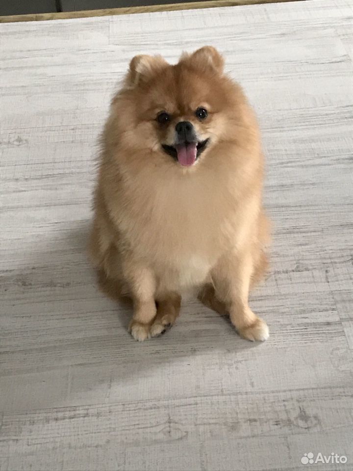 Немецкий шпиц. Вязка