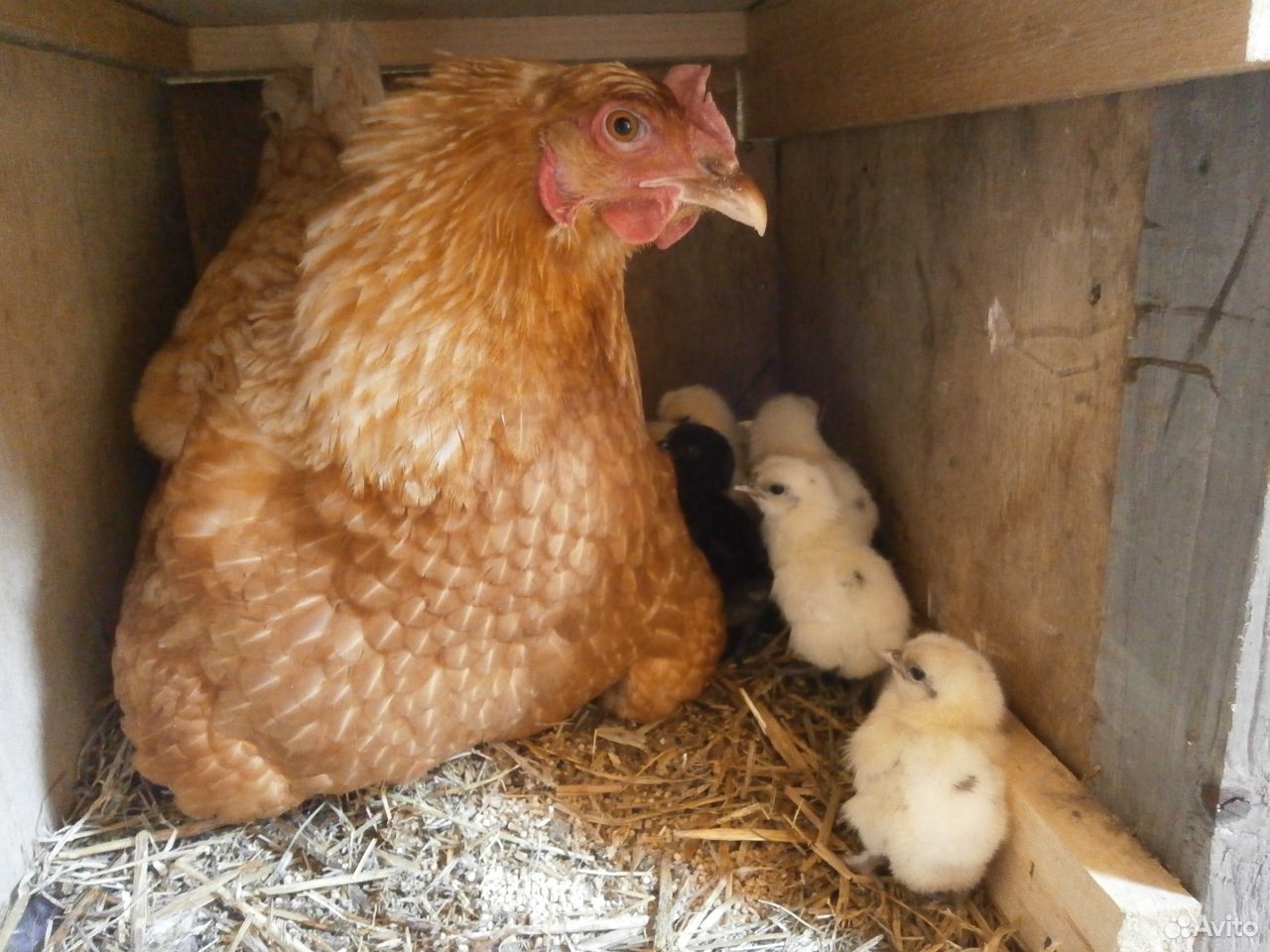 Цыплята с клушей